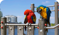 Bird Cremation & Memorial Services | PCS Pet Cremation Service