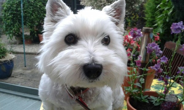 Poppy Fletcher from Diane Fletcher | Pet Cremation Services